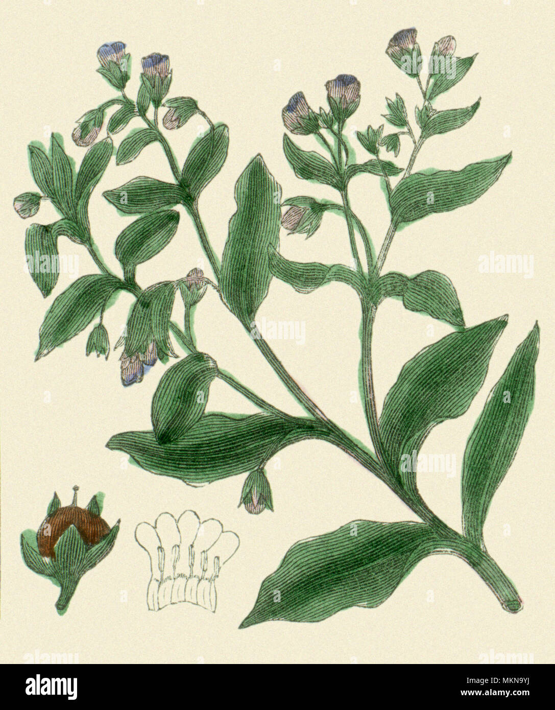 Gromwell plant hi-res stock photography and images - Alamy