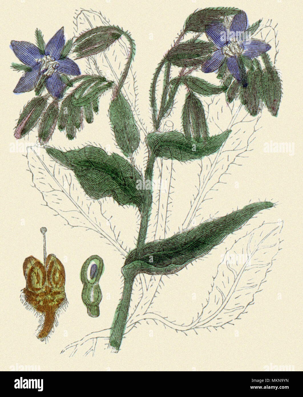 Common borage borago officinalis hi-res stock photography and images ...