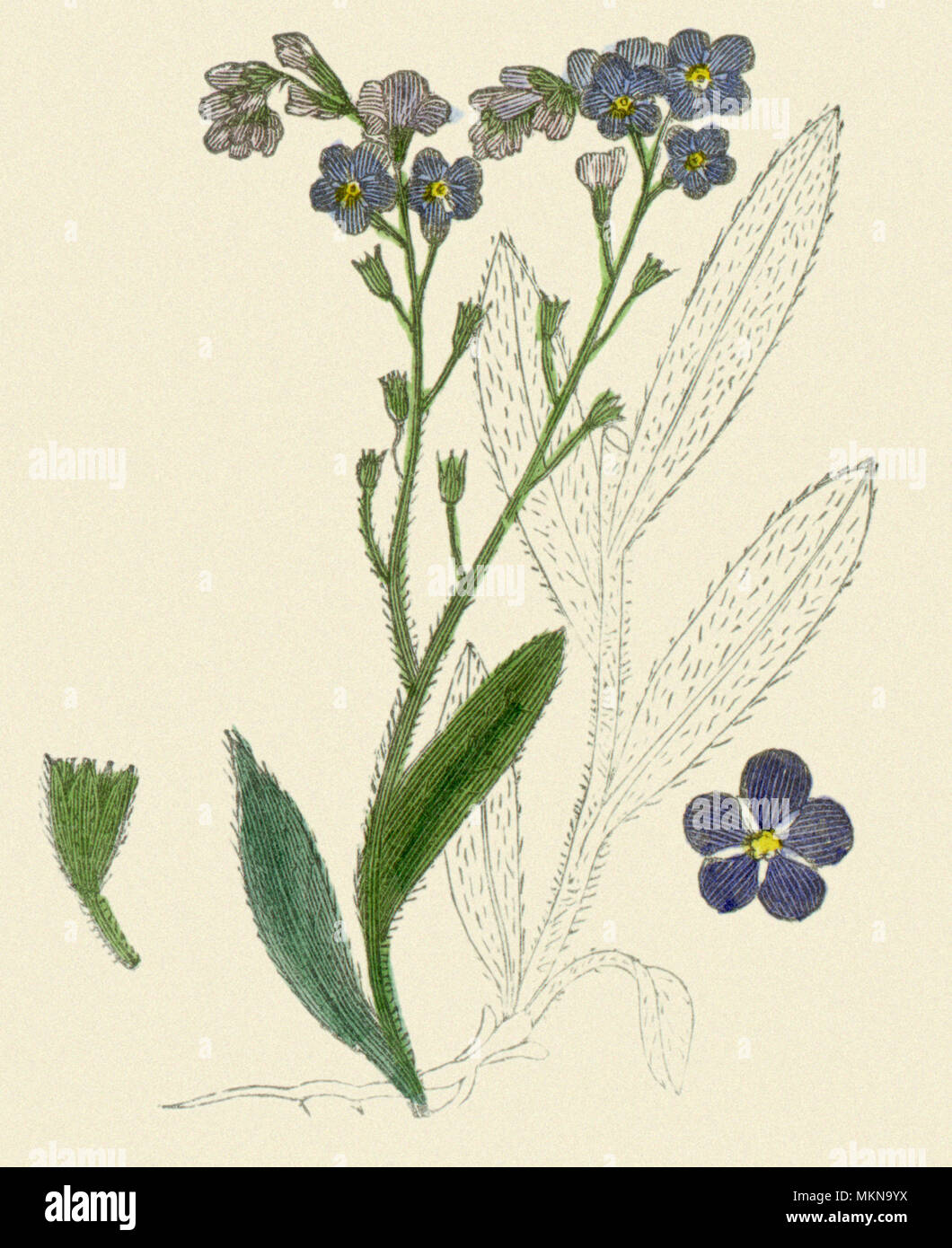 Myosotis plant hi-res stock photography and images - Alamy