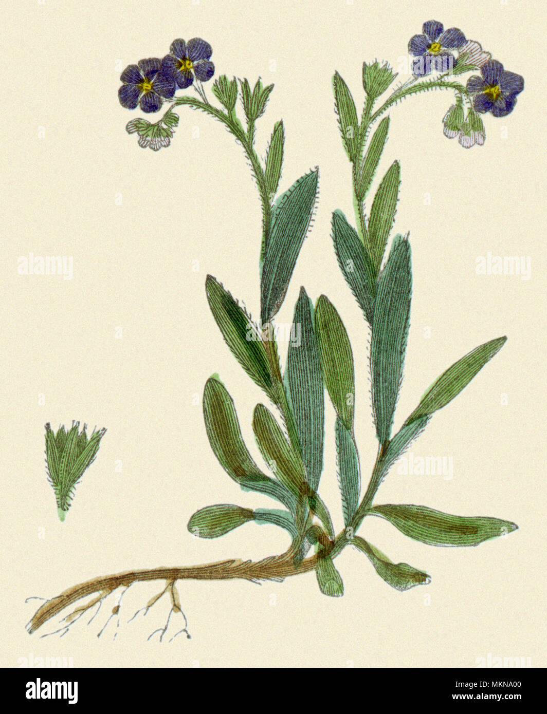 Rock scorpion hi-res stock photography and images - Alamy