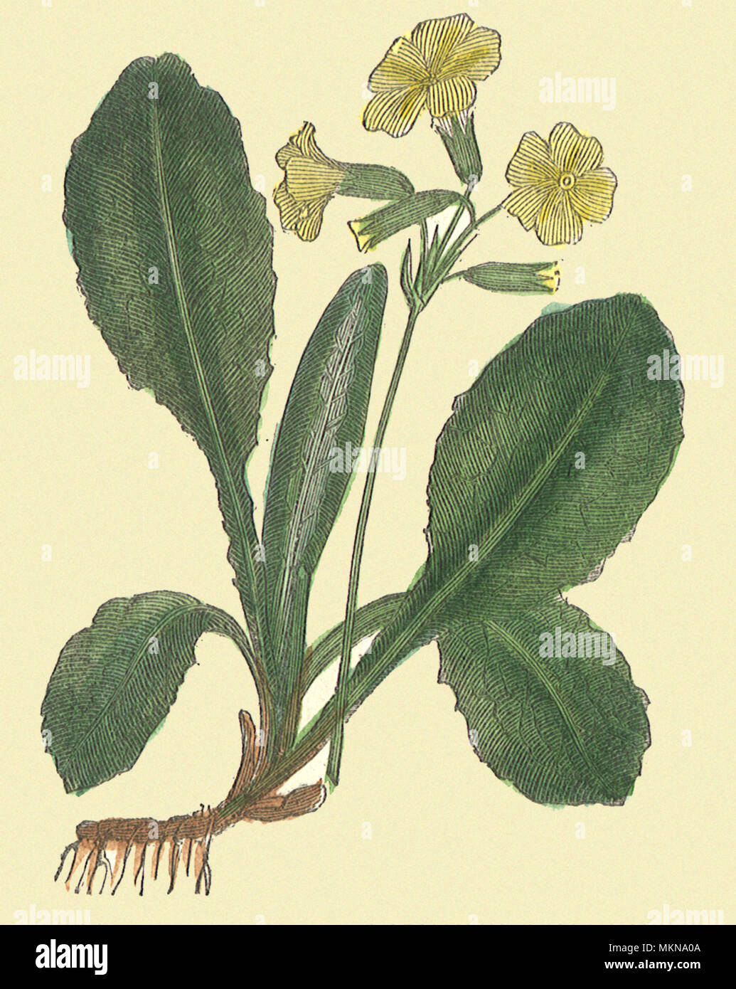 Oxlip flower hi-res stock photography and images - Alamy