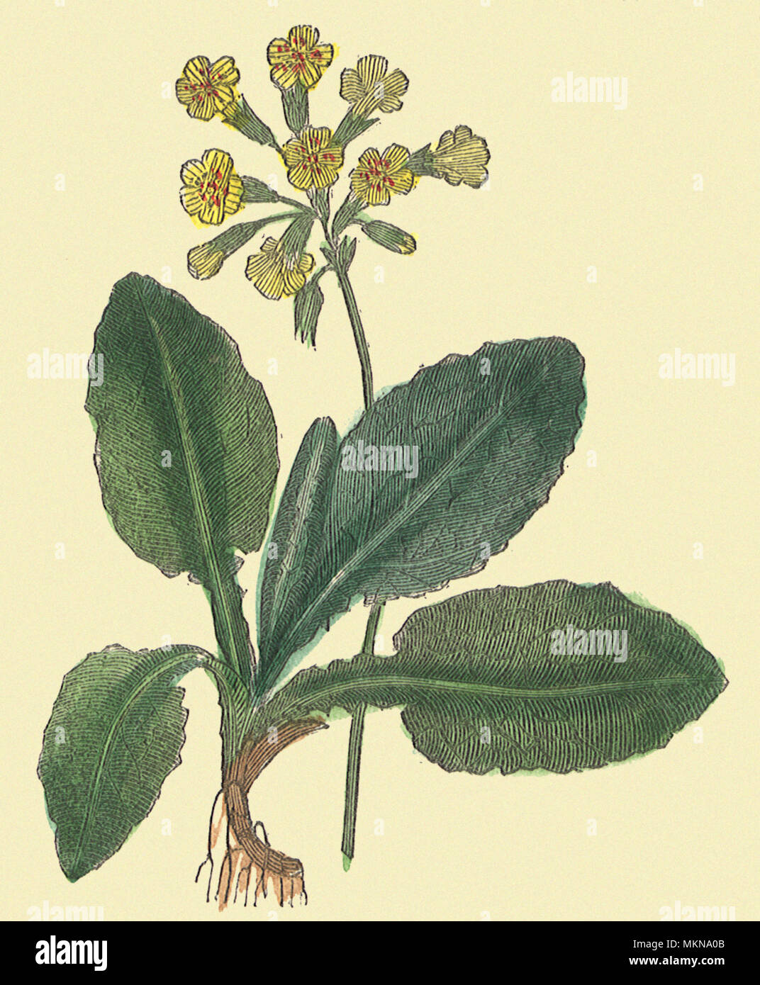 Cowslip leaves hi-res stock photography and images - Alamy