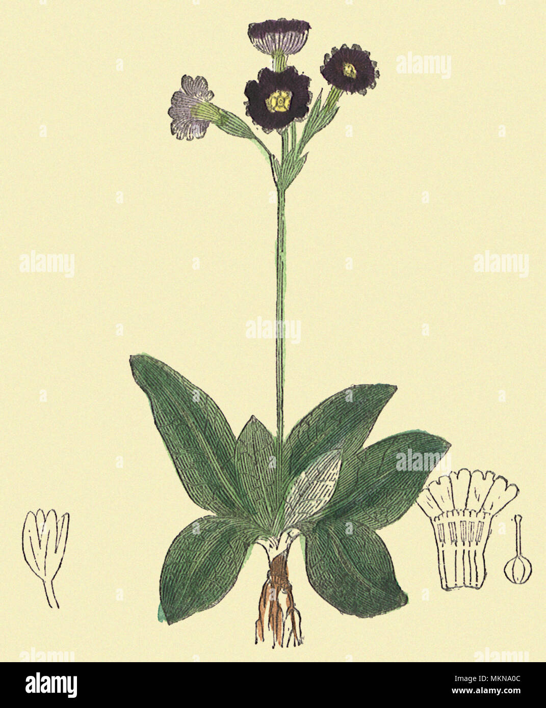 Scottish primrose hi-res stock photography and images - Alamy