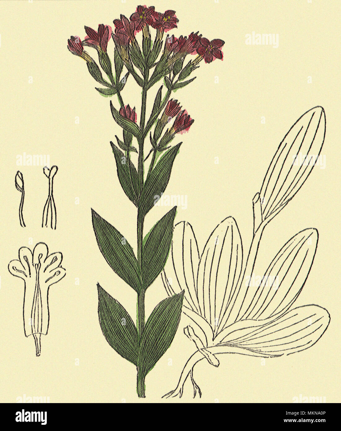 Buckbean flowers hi-res stock photography and images - Alamy