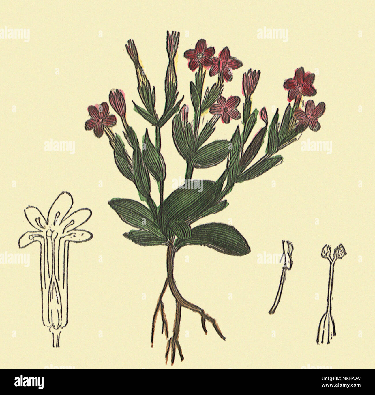 Red centaury hi-res stock photography and images - Alamy