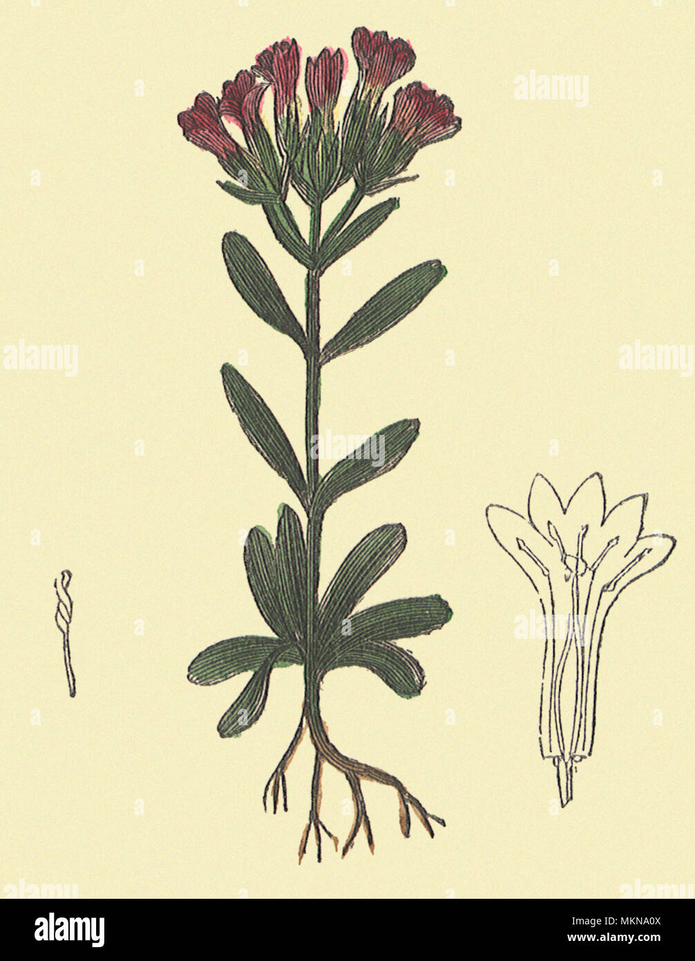 Red Centaury High Resolution Stock Photography and Images - Alamy