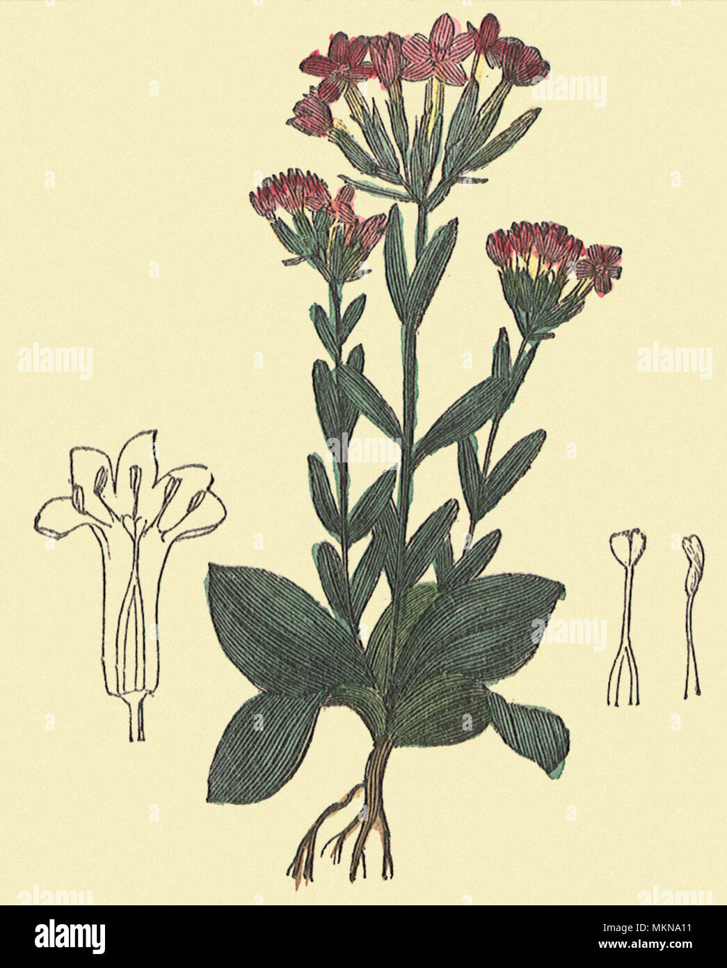 Opposing pairs hi-res stock photography and images - Alamy