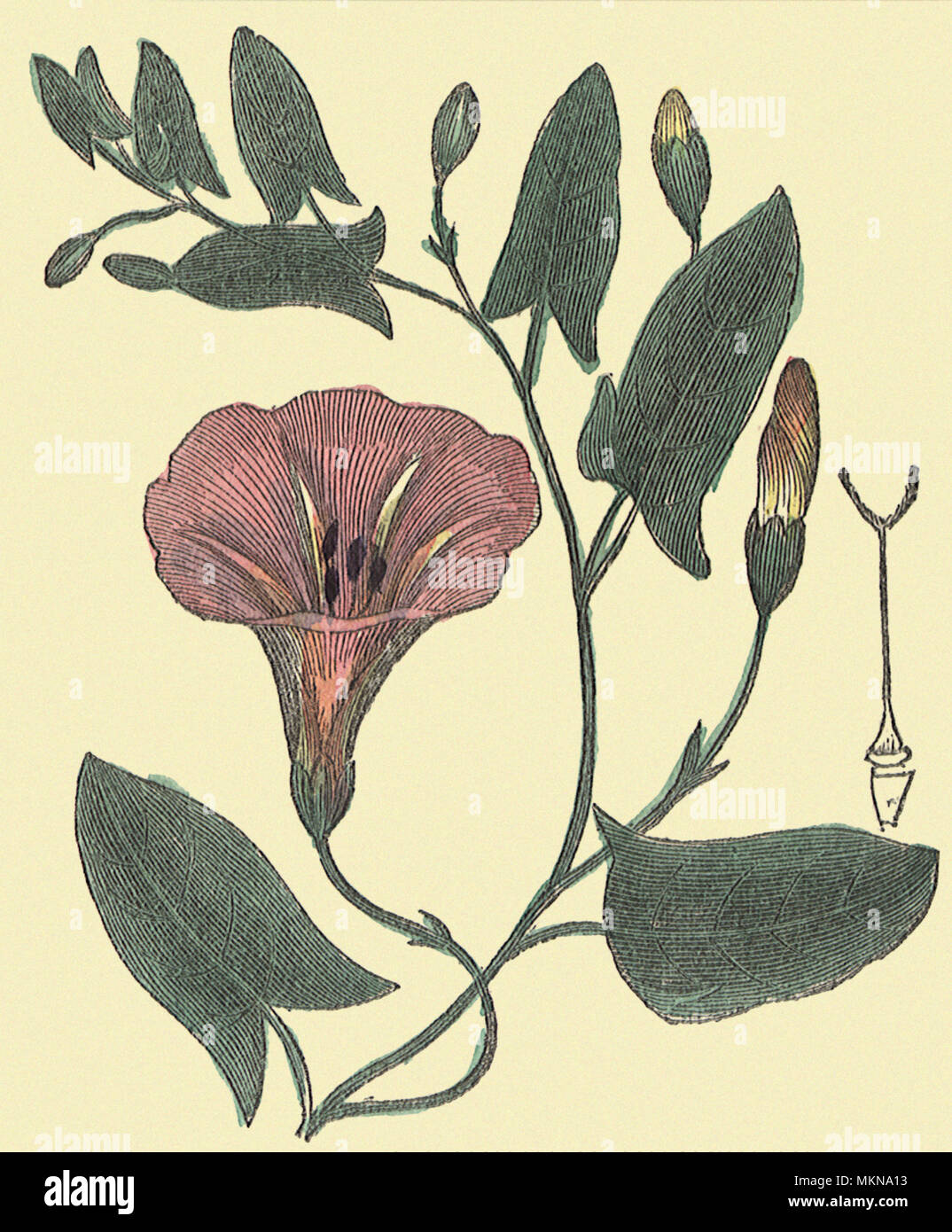 Bindweed plants hi-res stock photography and images - Alamy