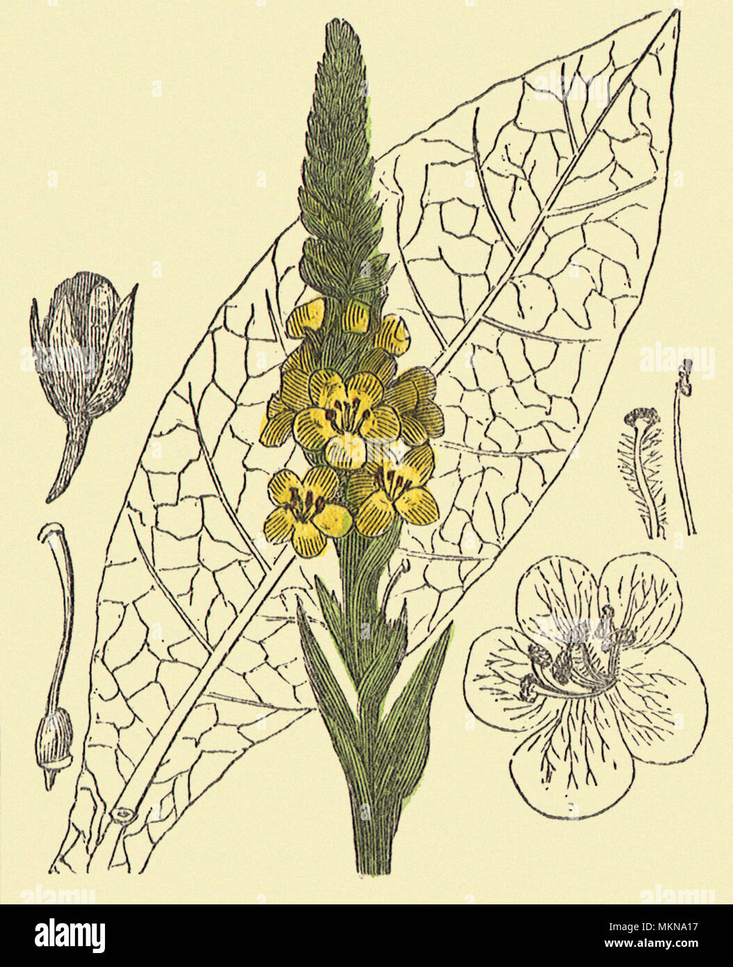 The mullein hi-res stock photography and images - Alamy