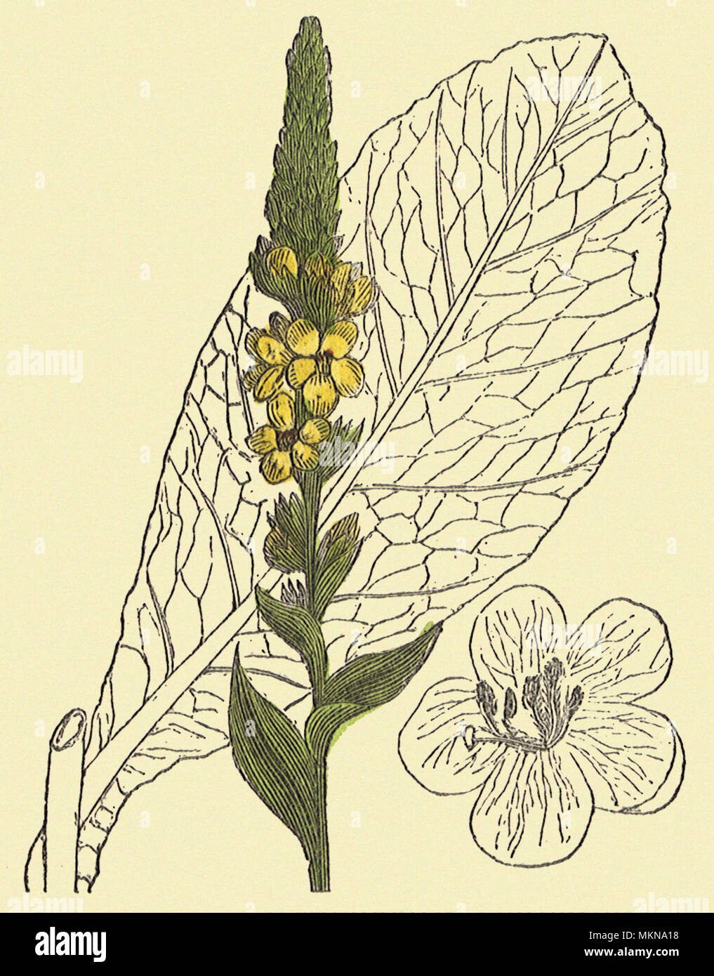 Thapsus hi-res stock photography and images - Alamy