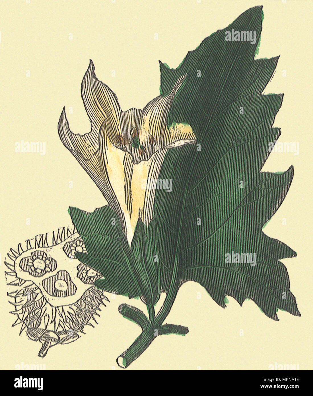 Common thorn apple hi-res stock photography and images - Alamy