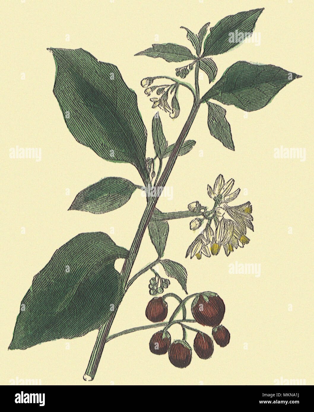 Solanum nigrum flower hi-res stock photography and images - Alamy