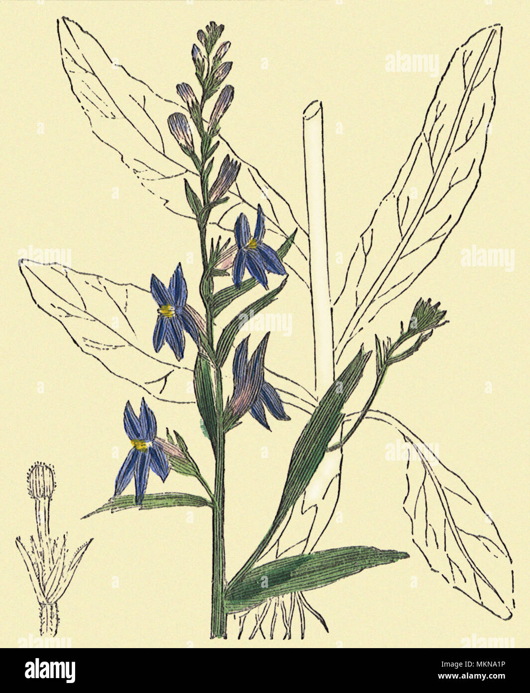 Acrid lobelia hi-res stock photography and images - Alamy