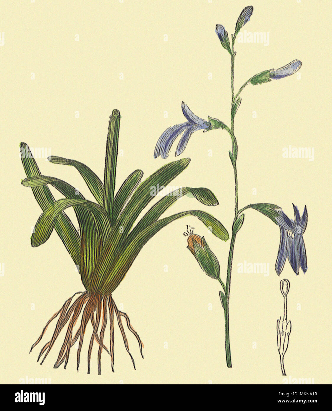 Pale blue lobelia hi-res stock photography and images - Alamy