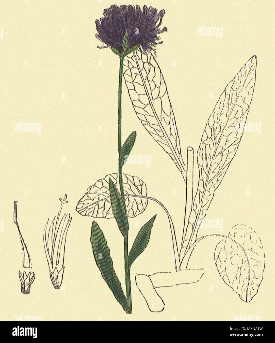 Rampion flowers hi-res stock photography and images - Alamy