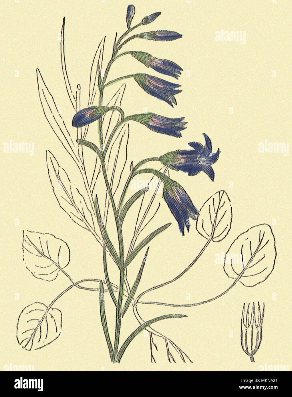 Hare bell hi-res stock photography and images - Alamy