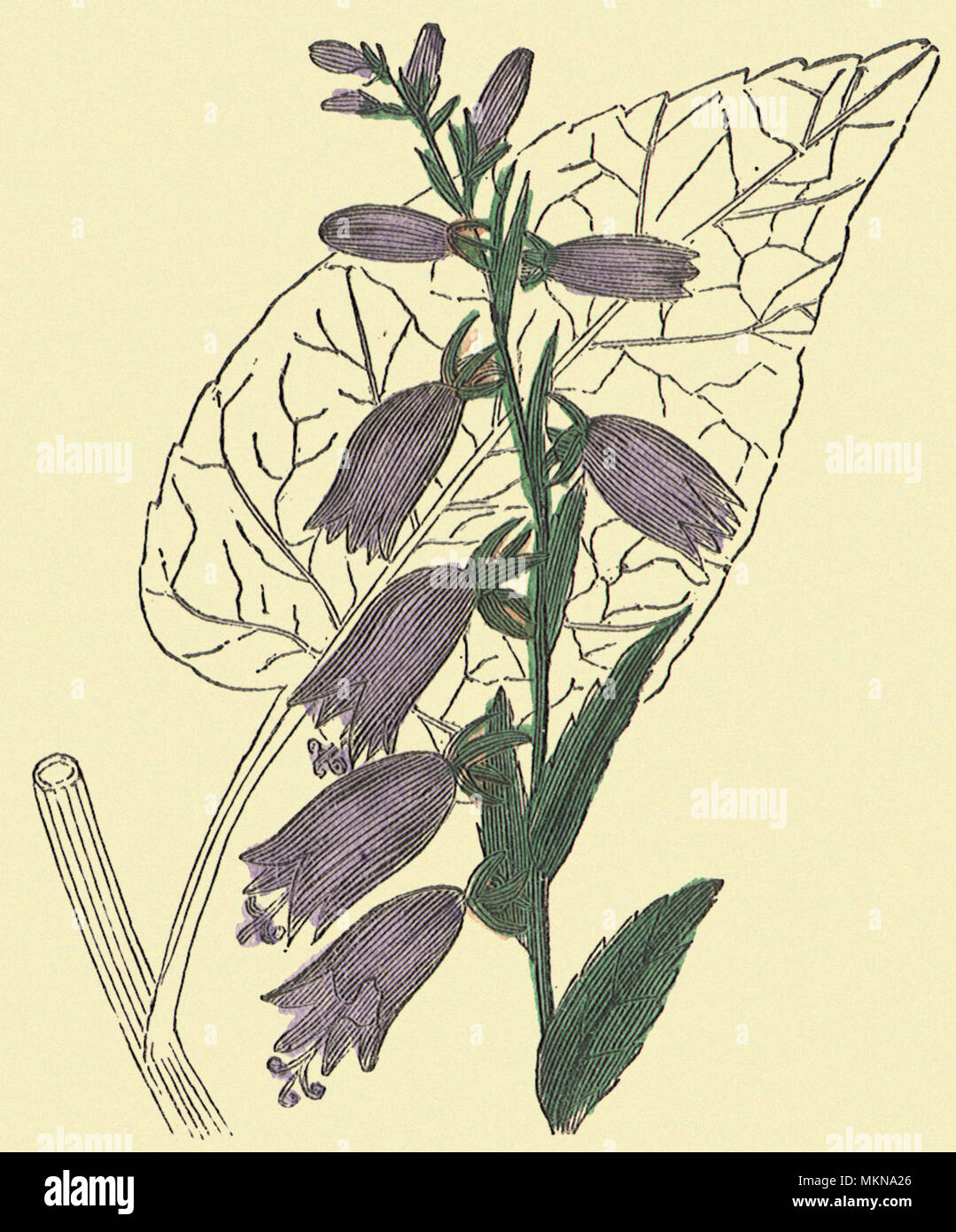 Bell flower hi-res stock photography and images - Alamy