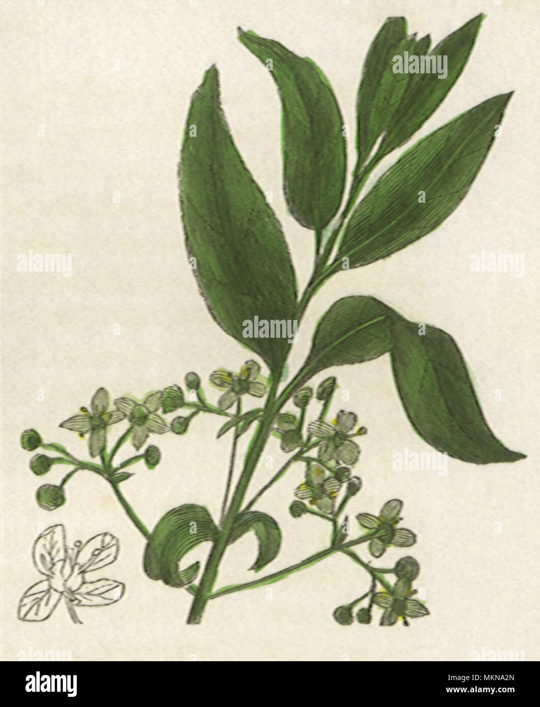 Common Spindle Tree Stock Photo - Alamy