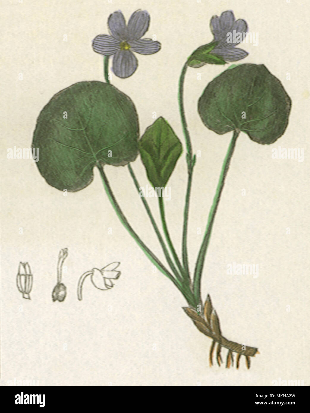 Five violets hi-res stock photography and images - Alamy