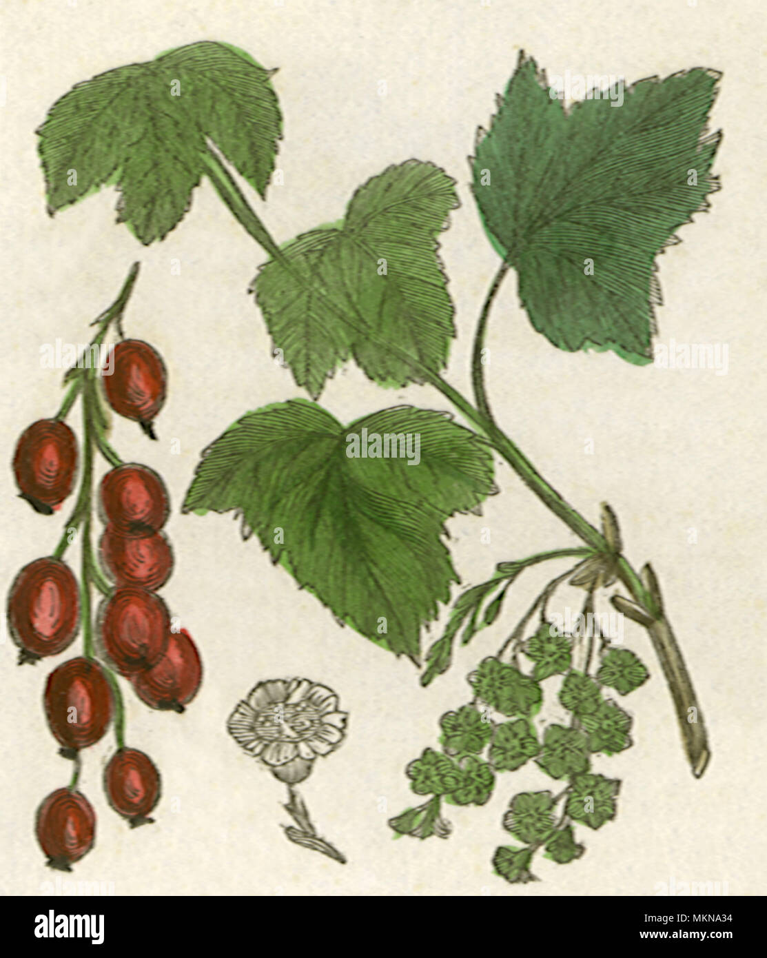 Scientific observation common hi-res stock photography and images - Alamy