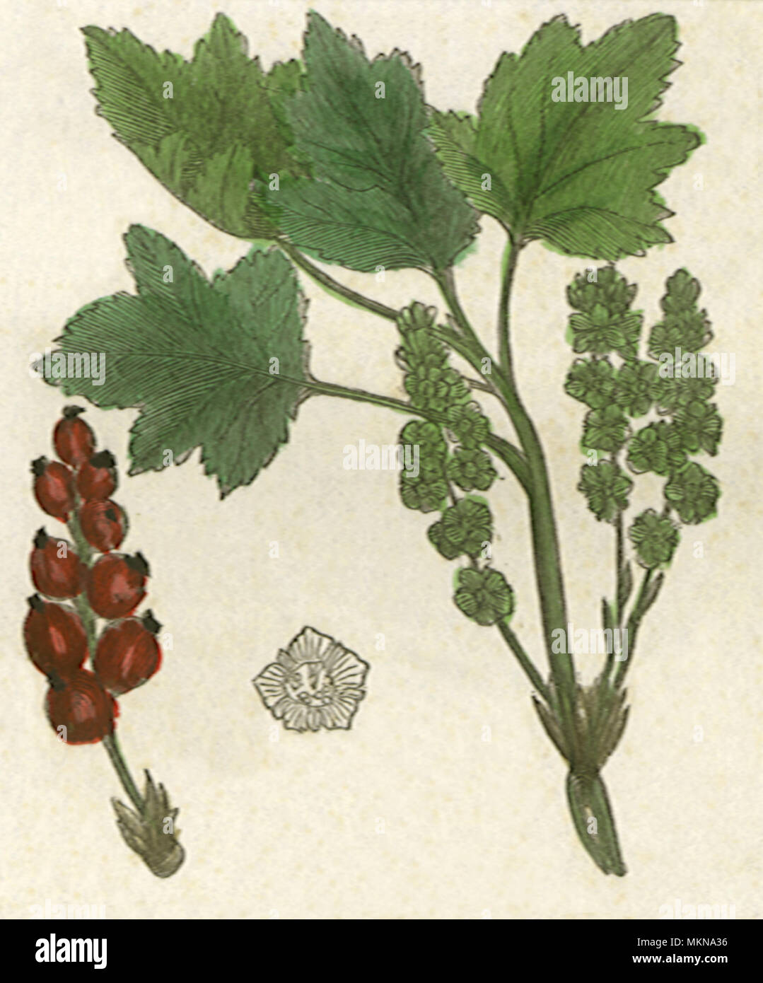 Currant ribes spicatum hi-res stock photography and images - Alamy