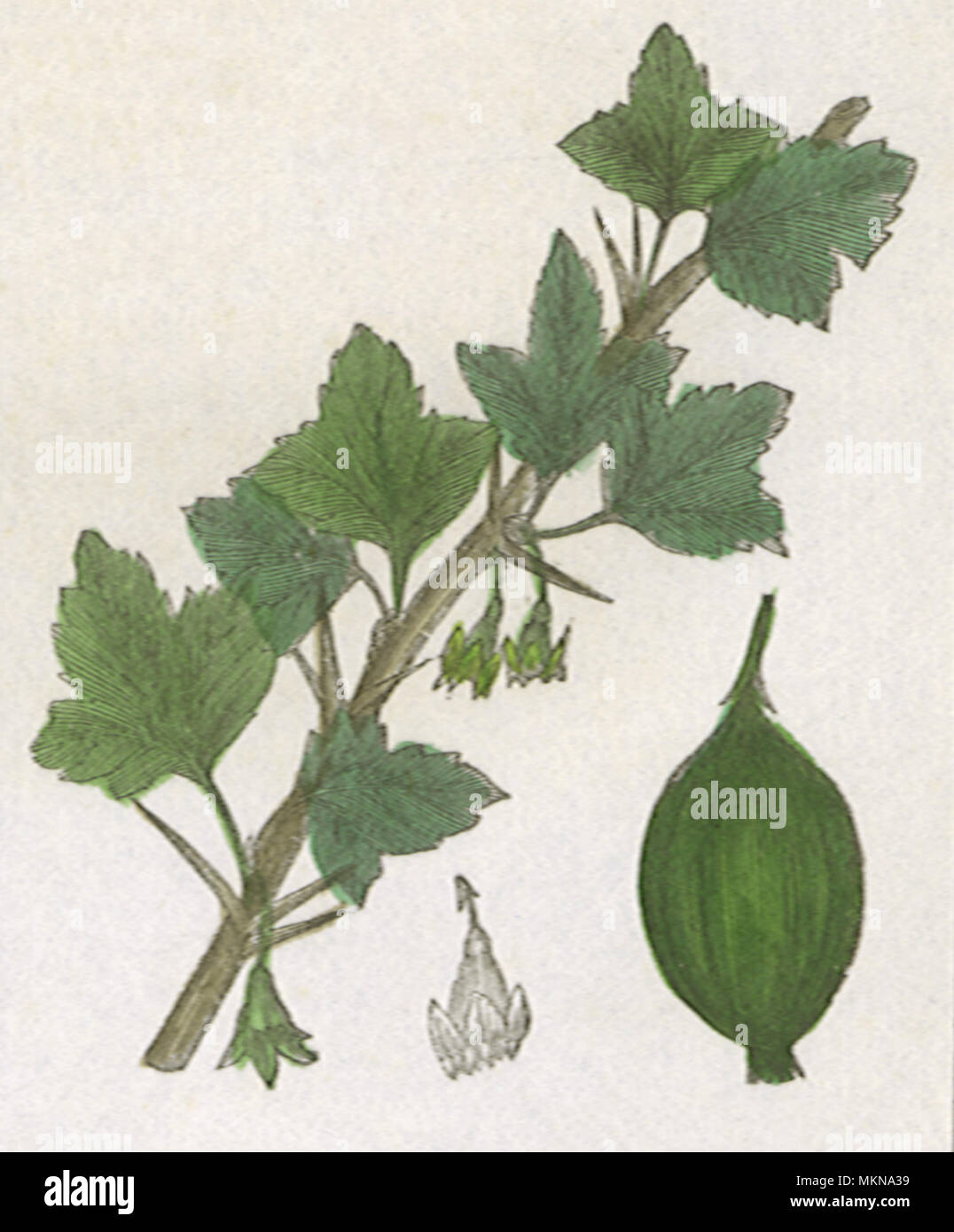 Common gooseberry plant hi-res stock photography and images - Alamy