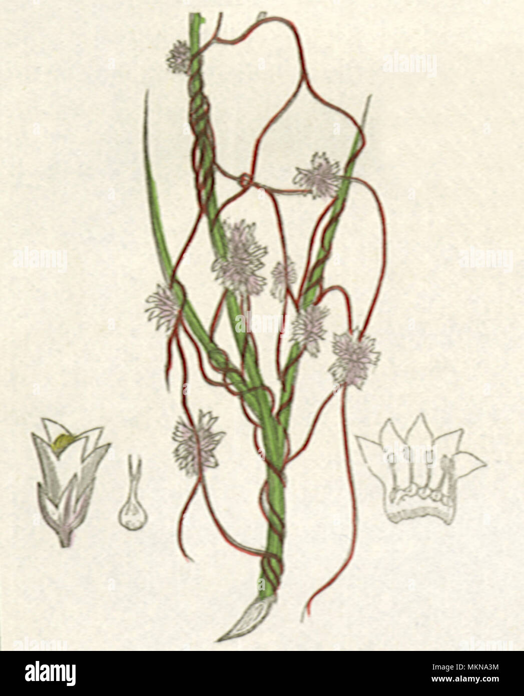 Red dodder hi-res stock photography and images - Alamy