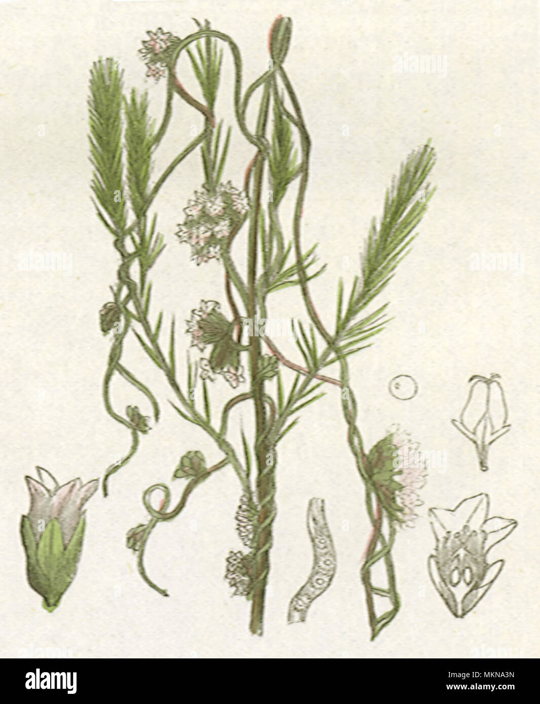 Dodder grass hi-res stock photography and images - Alamy