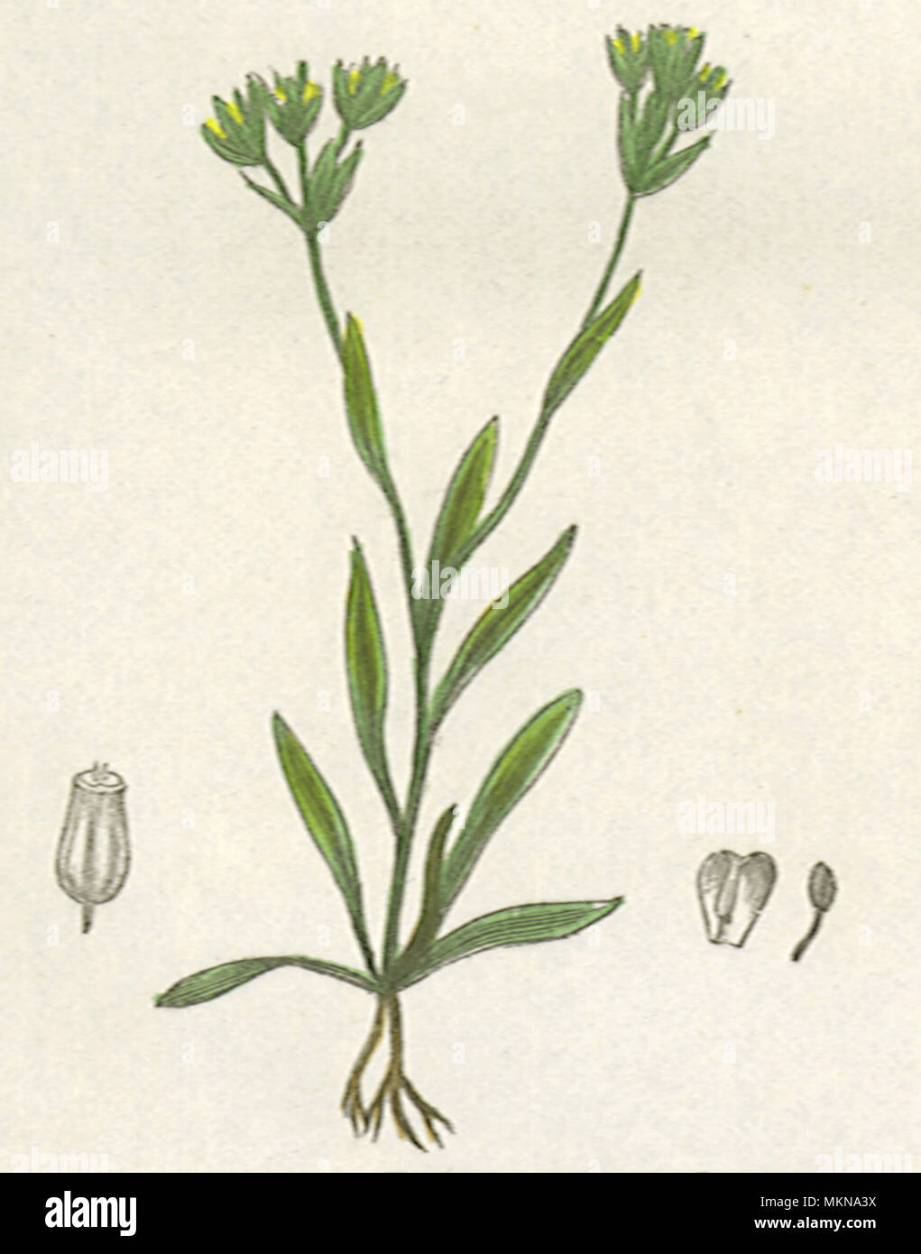 Narrow leaved hares ear hi-res stock photography and images - Alamy