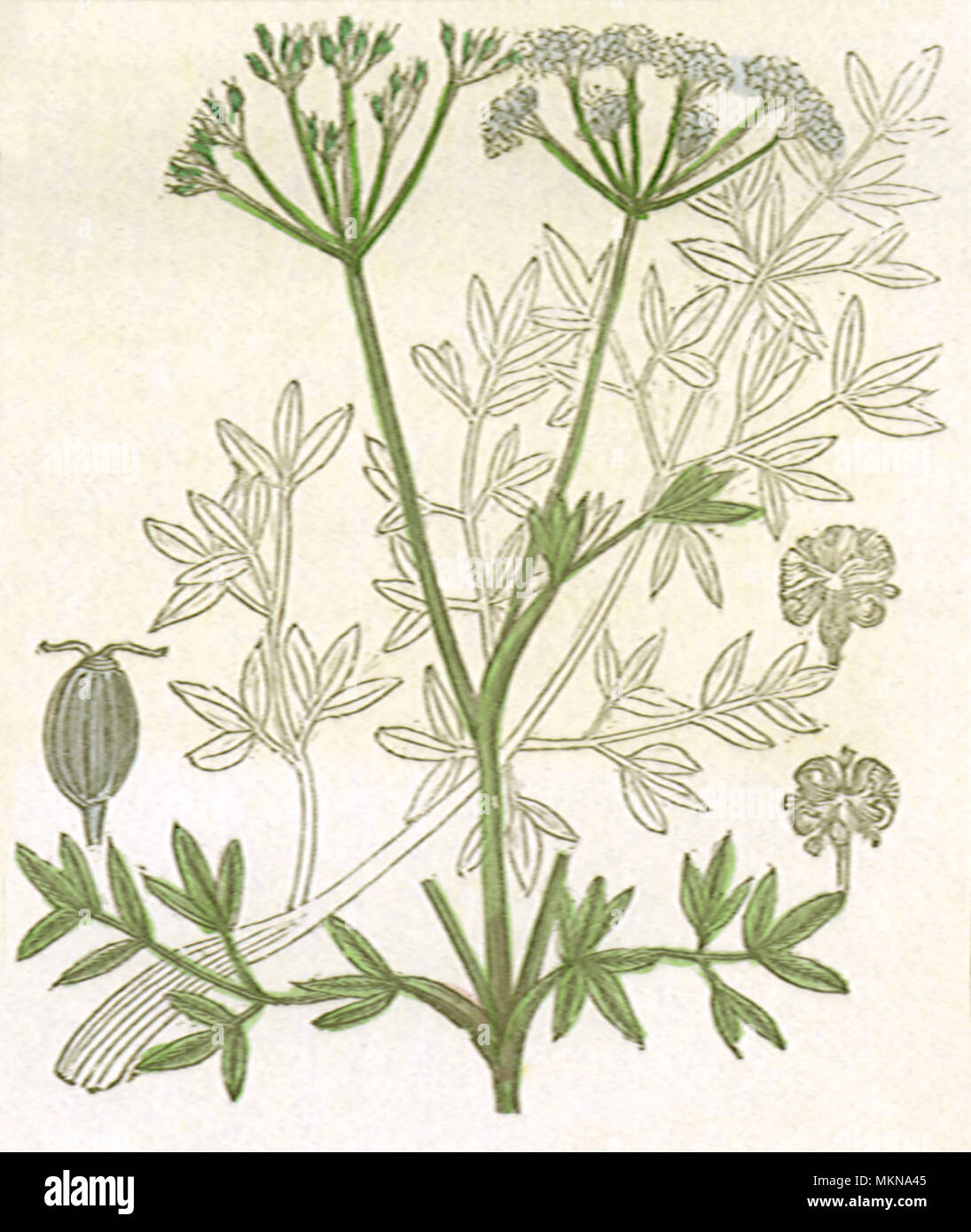 Tripinnate leaves hi-res stock photography and images - Alamy