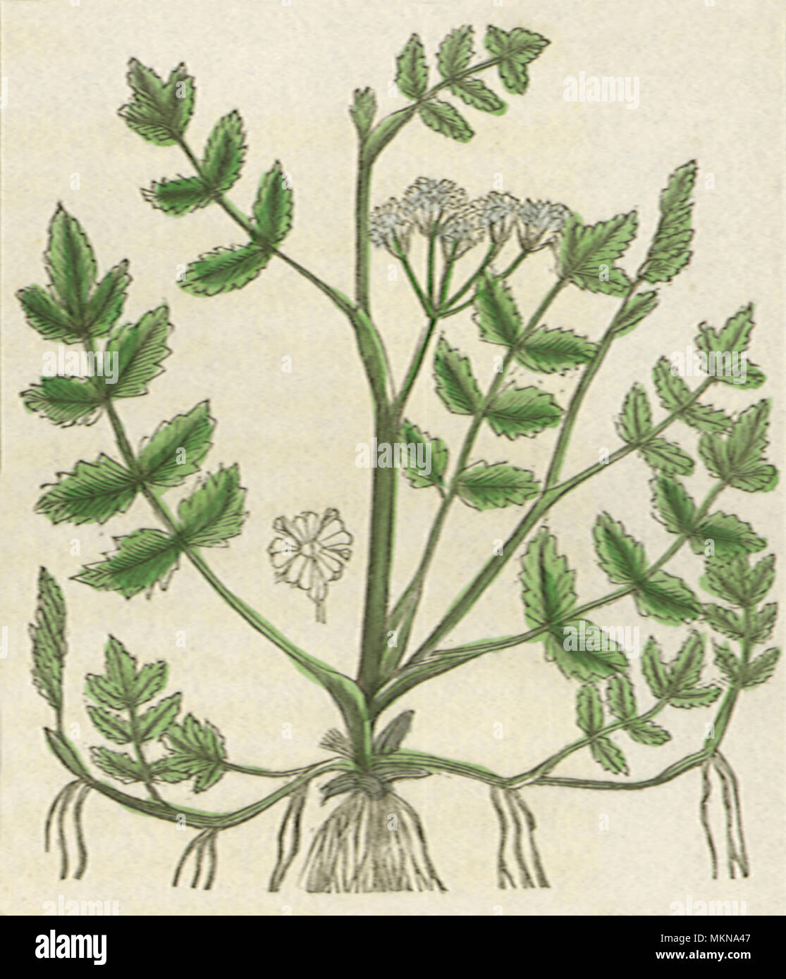 Marsh fern leaves hi-res stock photography and images - Alamy