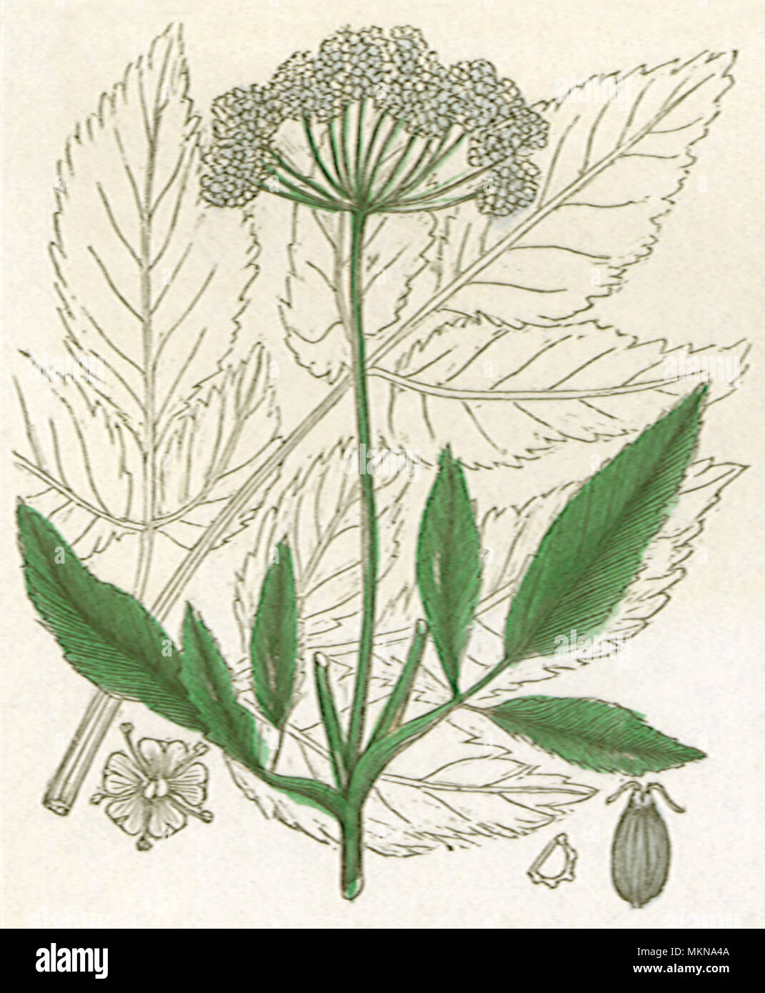 Pictures now Stock Photos & Images from Alamy