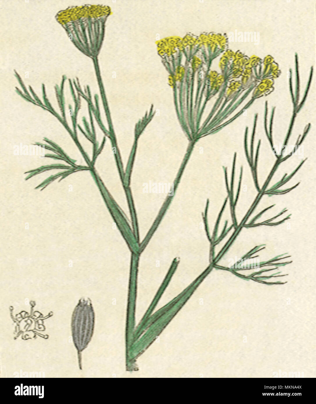 Scientific observation common hi-res stock photography and images - Alamy