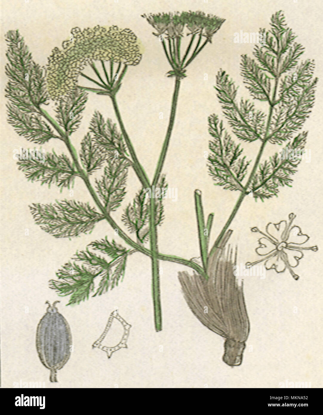 Spignel Stock Photo - Alamy