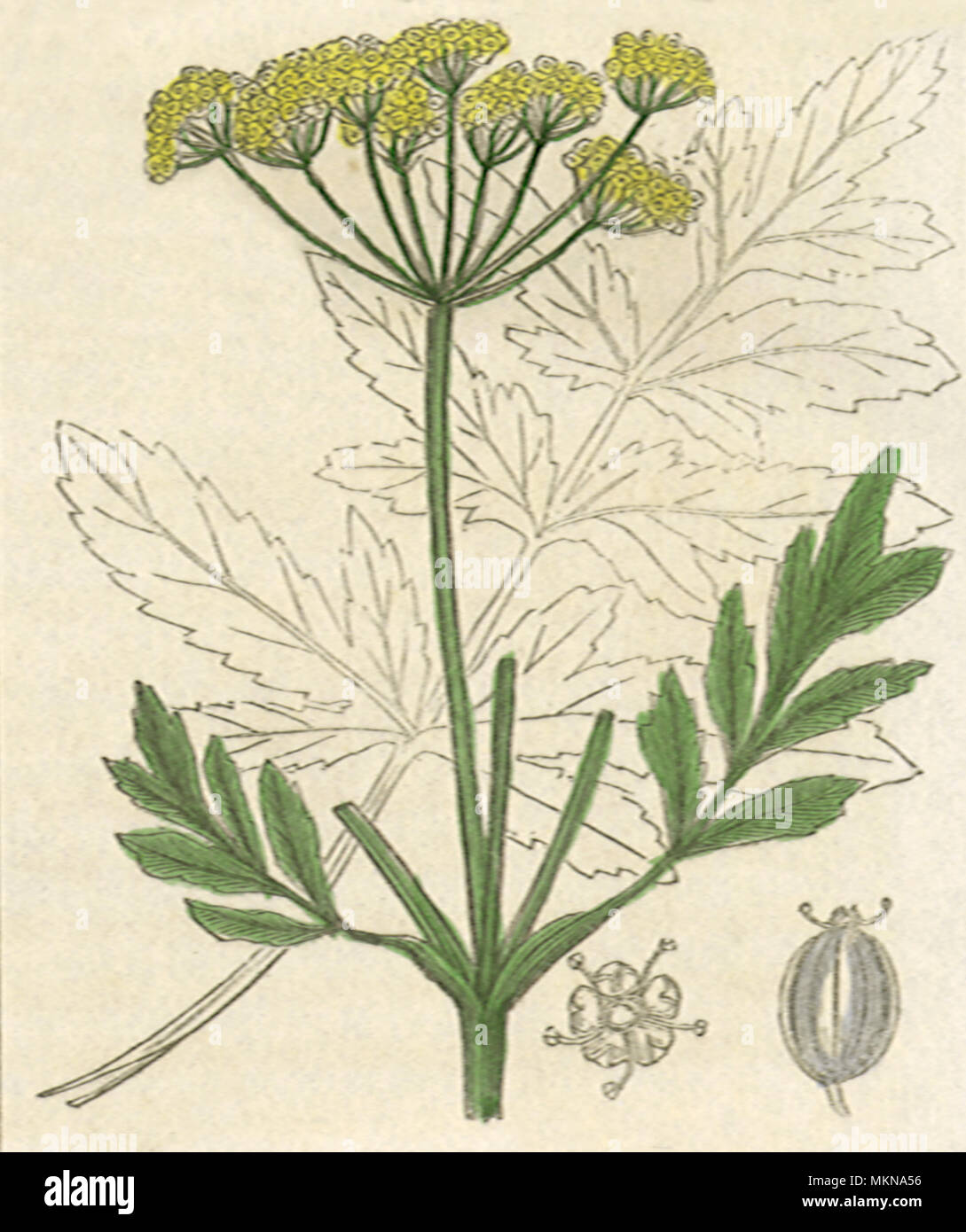 Common Wild Parsnip Stock Photo - Alamy