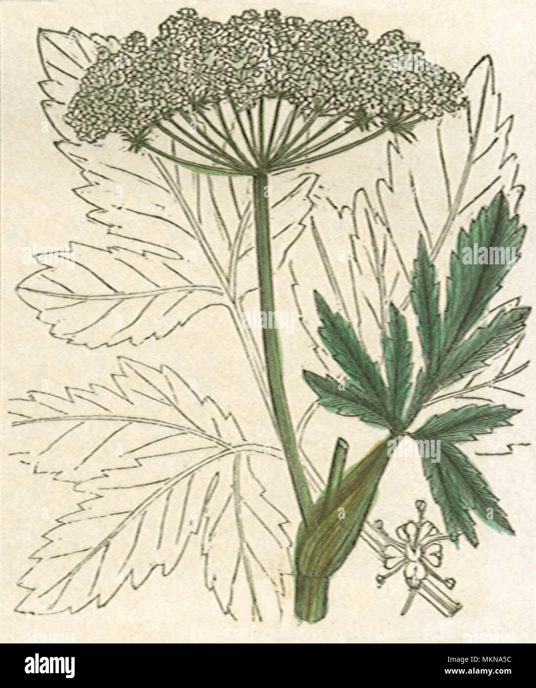 Masterwort plant hi-res stock photography and images - Alamy