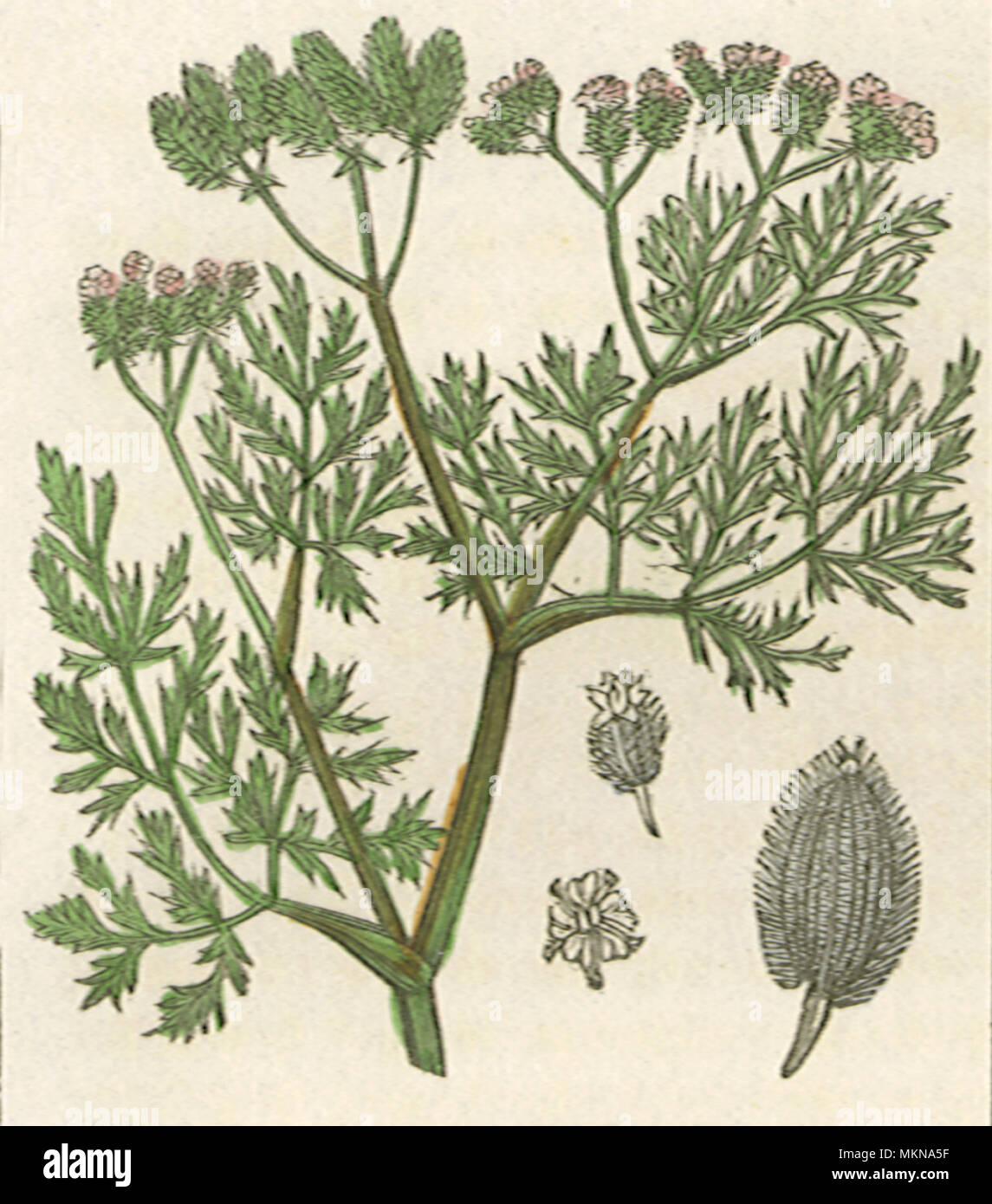 Small Bur Parsley Stock Photo - Alamy