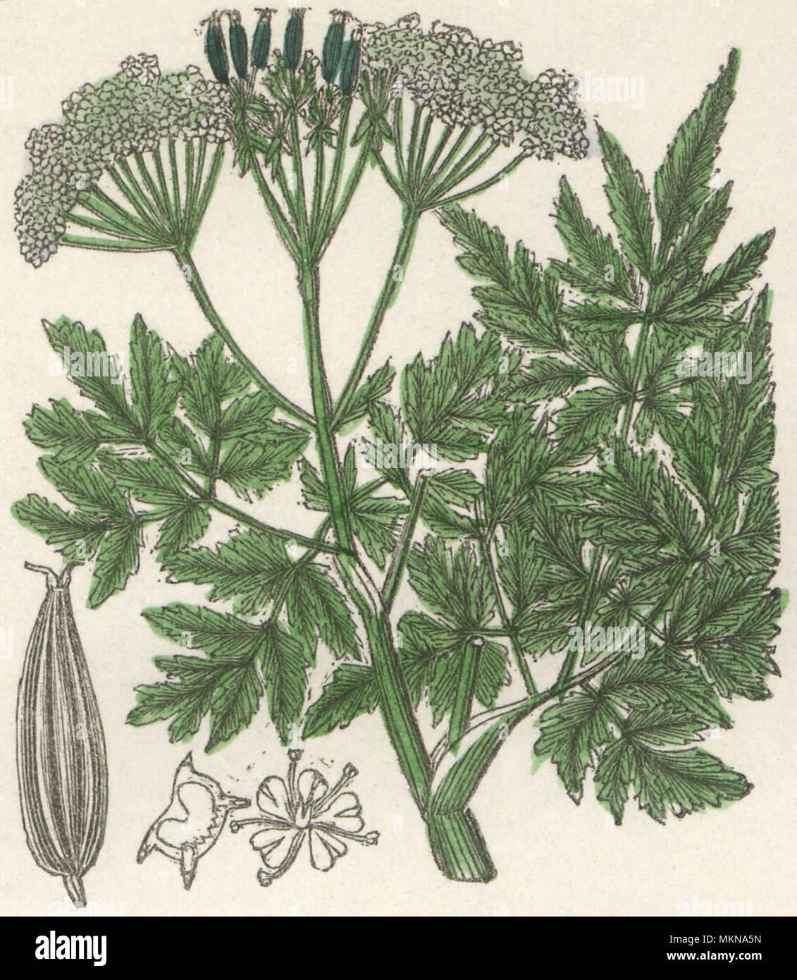 Cicely hi-res stock photography and images - Alamy