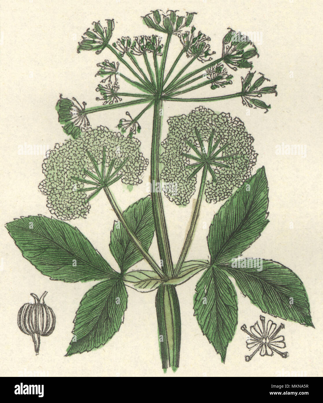 Alexanders hi-res stock photography and images - Alamy