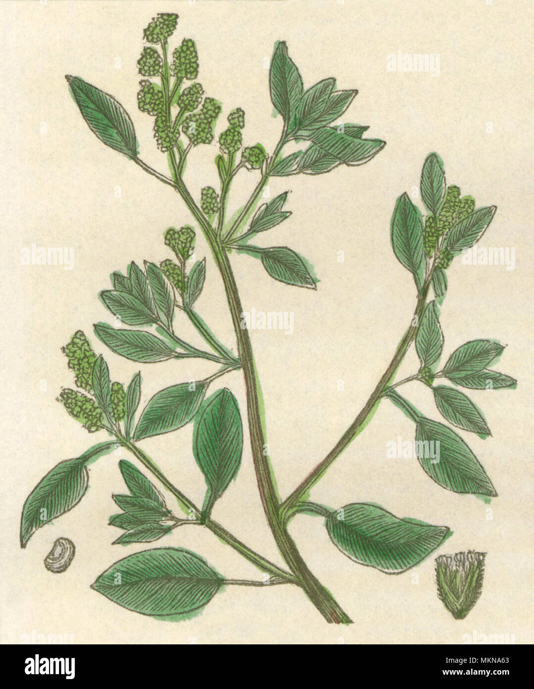 Stinking fish hi-res stock photography and images - Alamy