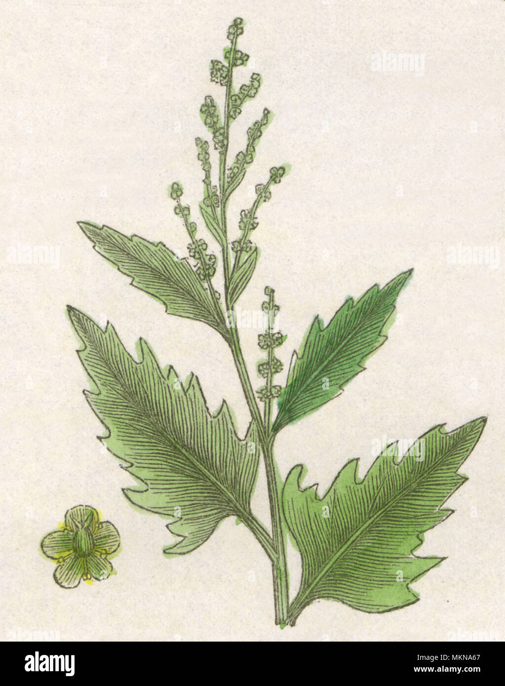 Goosefoot plant hi-res stock photography and images - Alamy