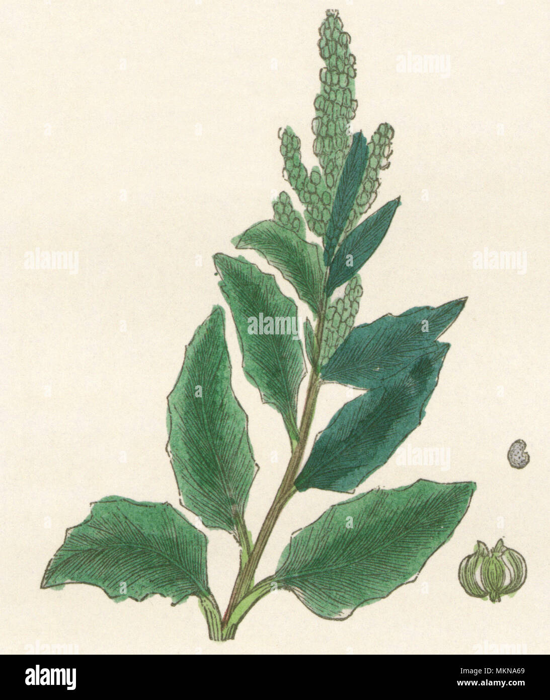 Oak leaved goosefoot hi-res stock photography and images - Alamy