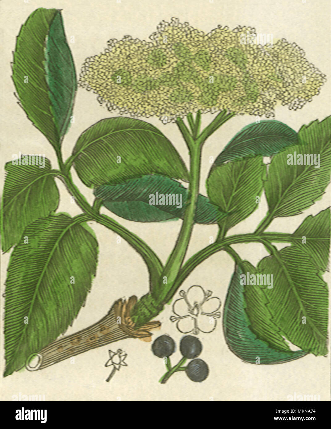 Common elder flowers hi-res stock photography and images - Alamy