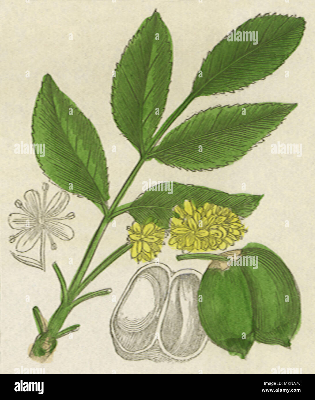 Bladder nut staphylea pinnata hi-res stock photography and images - Alamy