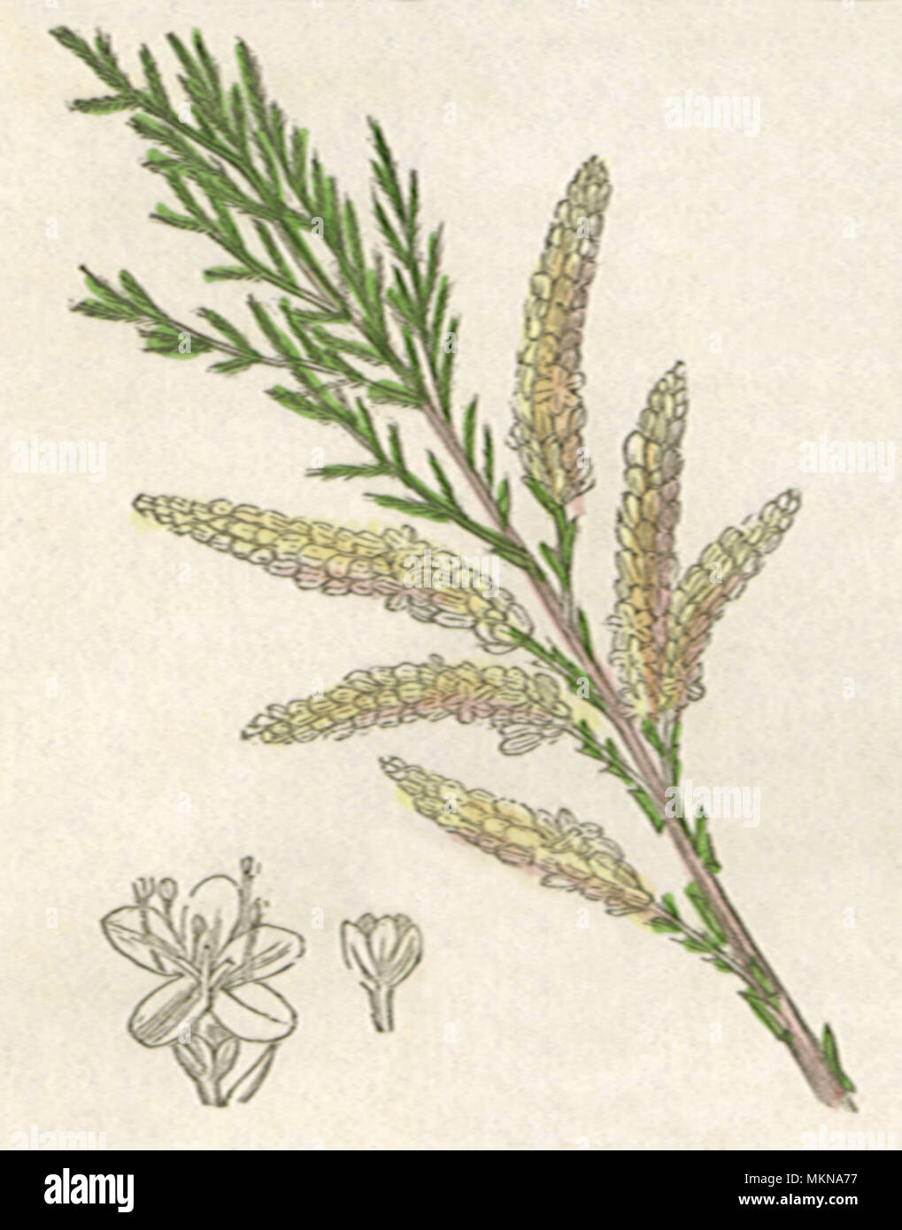 Tamarisk tamarix gallica hi-res stock photography and images - Alamy
