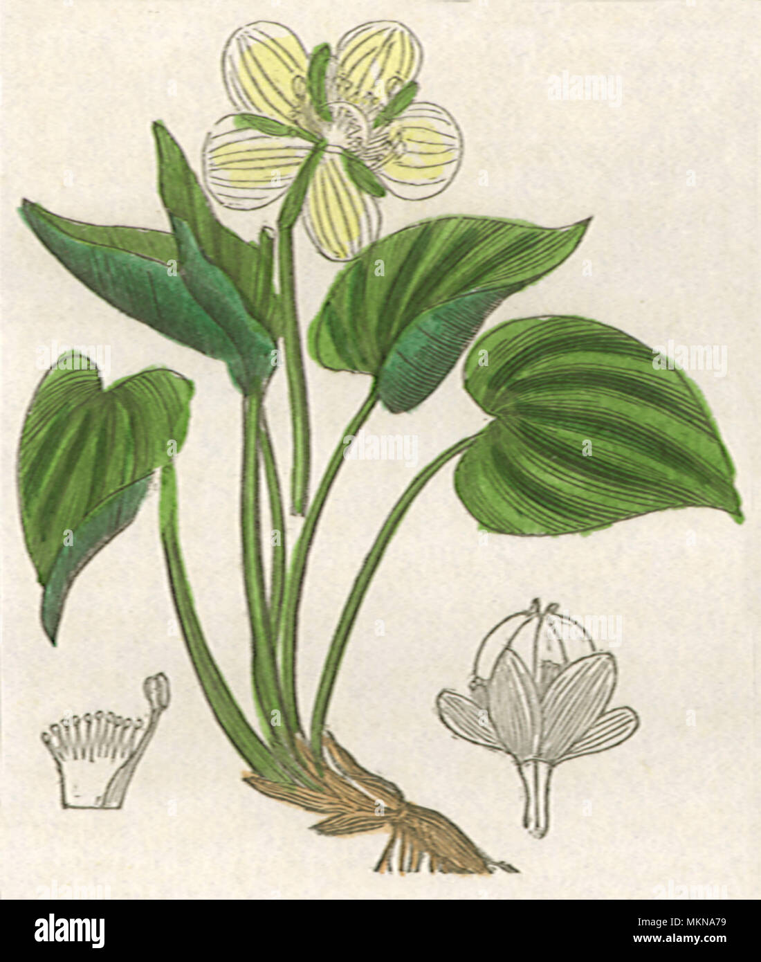 Parnassus palustris hi-res stock photography and images - Alamy