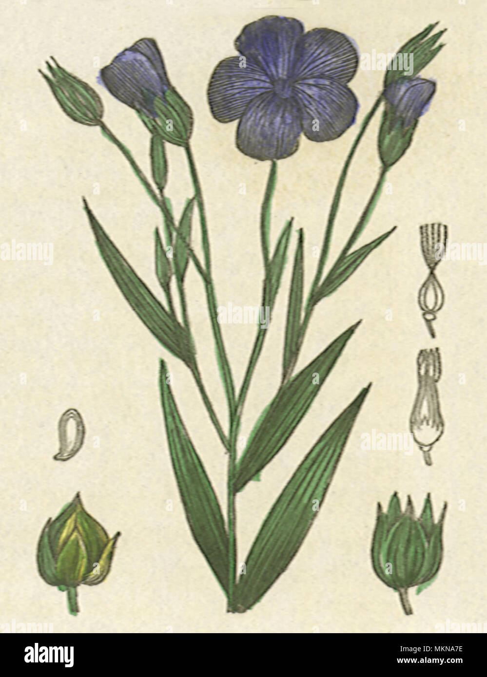 Alternating blue flowers hi-res stock photography and images - Alamy