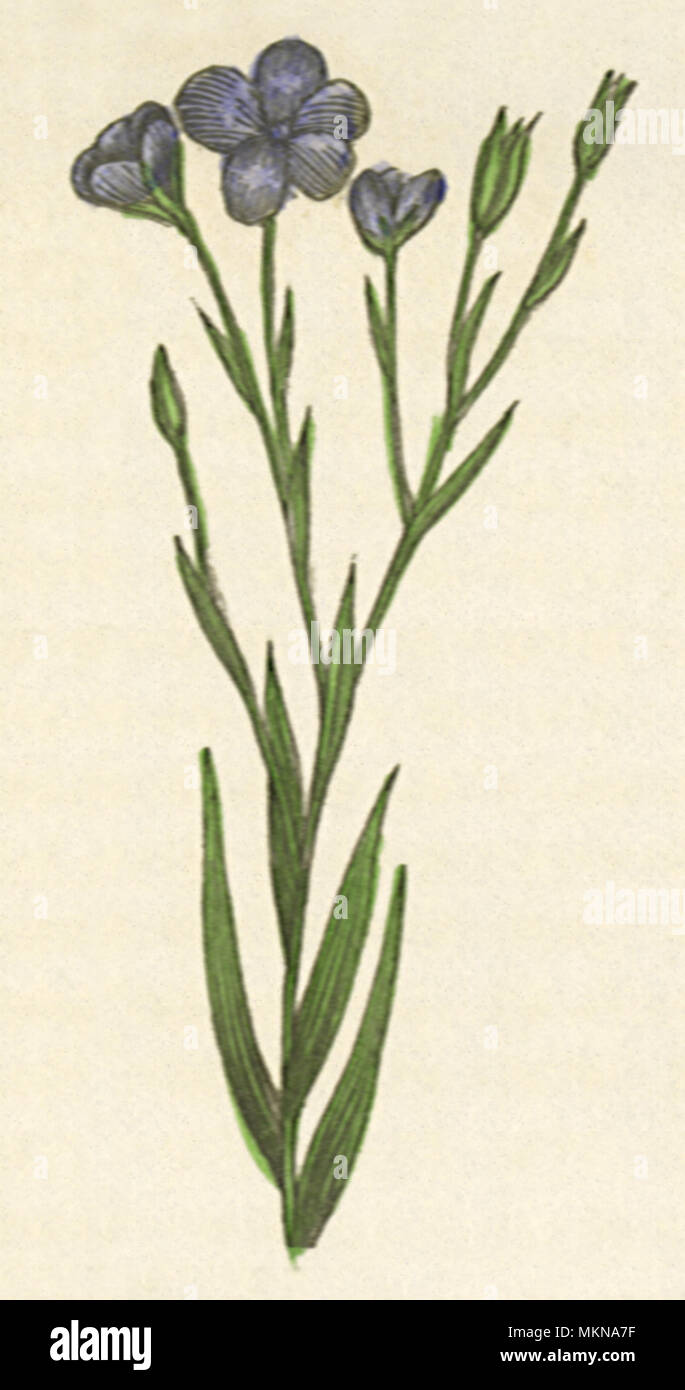 Common Flax Variation Stock Photo - Alamy