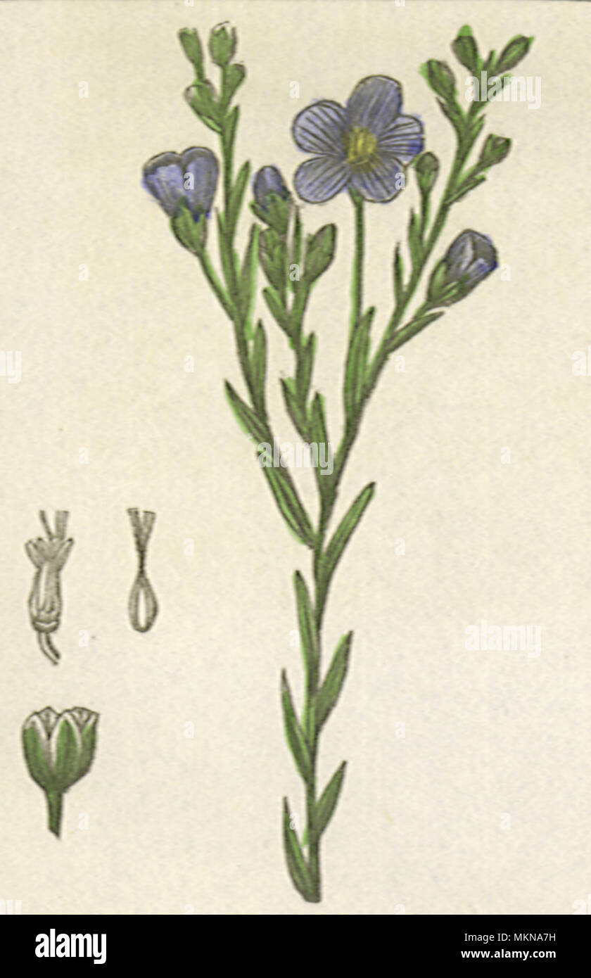 Linum flowers hi-res stock photography and images - Alamy