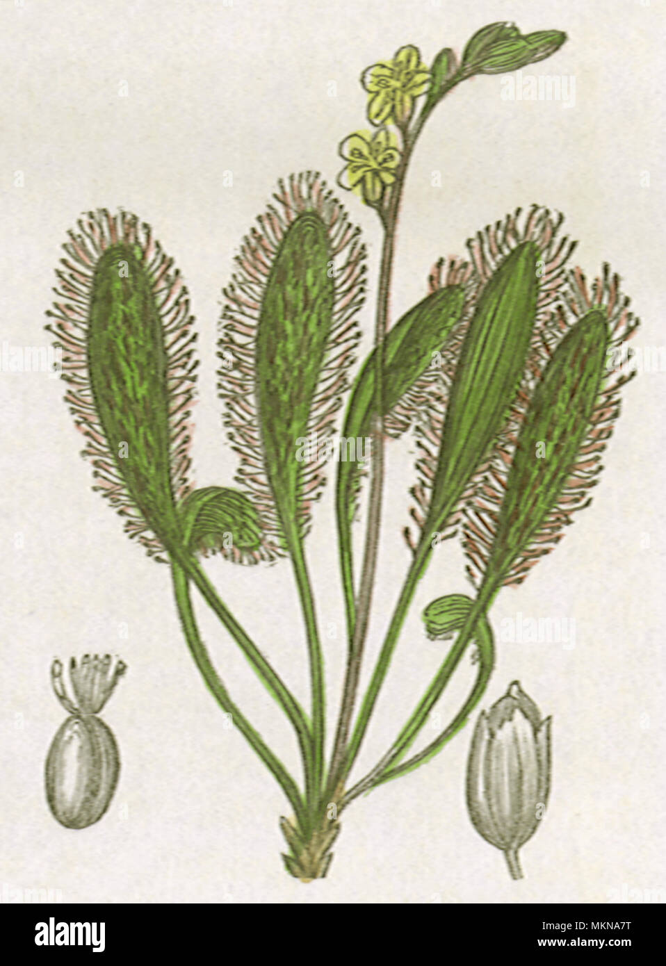 Drosera flower stalk hi-res stock photography and images - Alamy